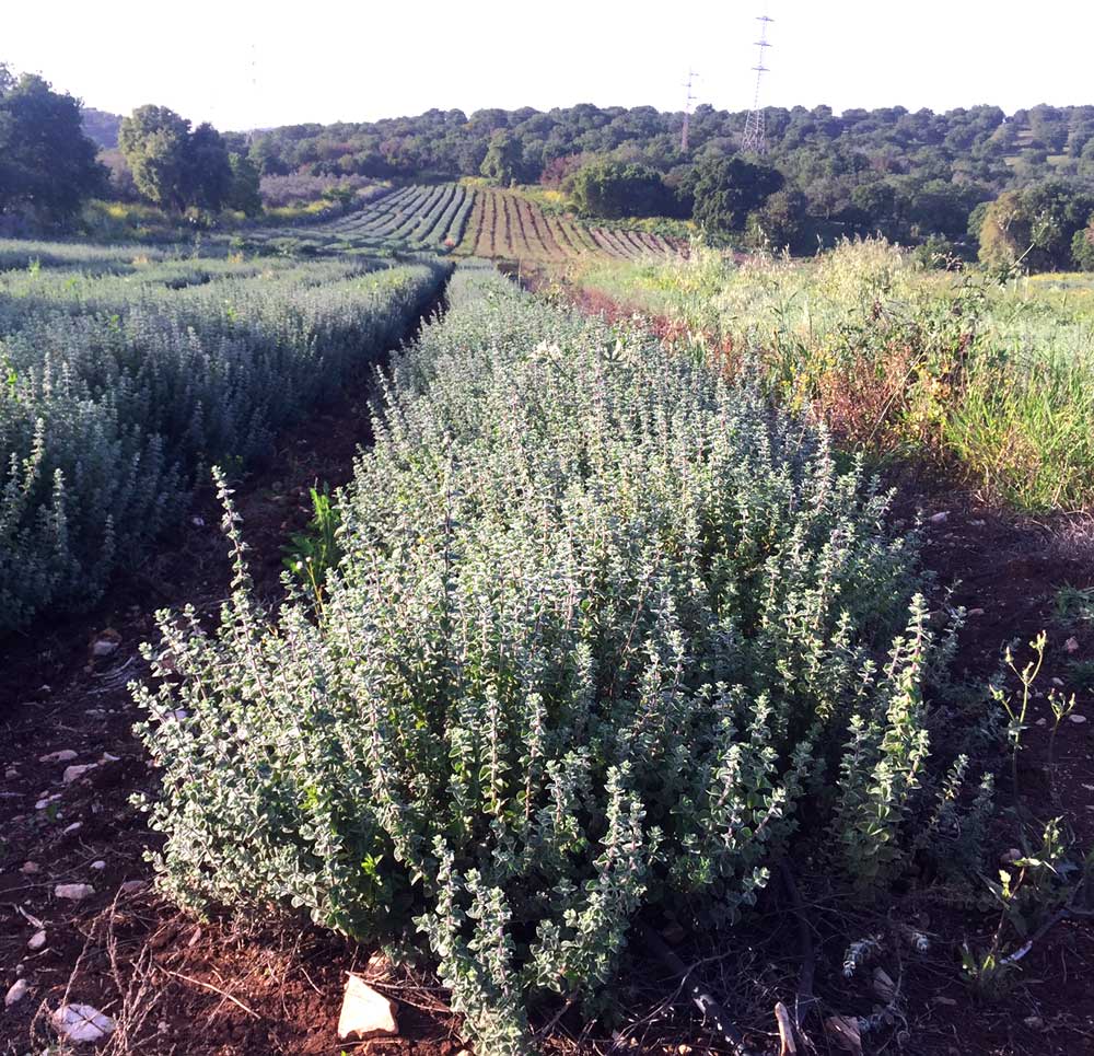 Premium Israeli Herbal Tea and Chai Blends – ShalvaTea